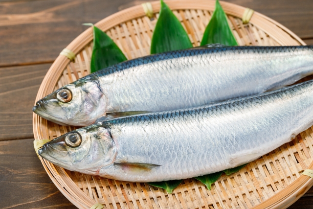 ニシン（春告魚）の秘密すべてご紹介！基礎知識からおもしろ雑学までやさしく解説 | きのした生魚店